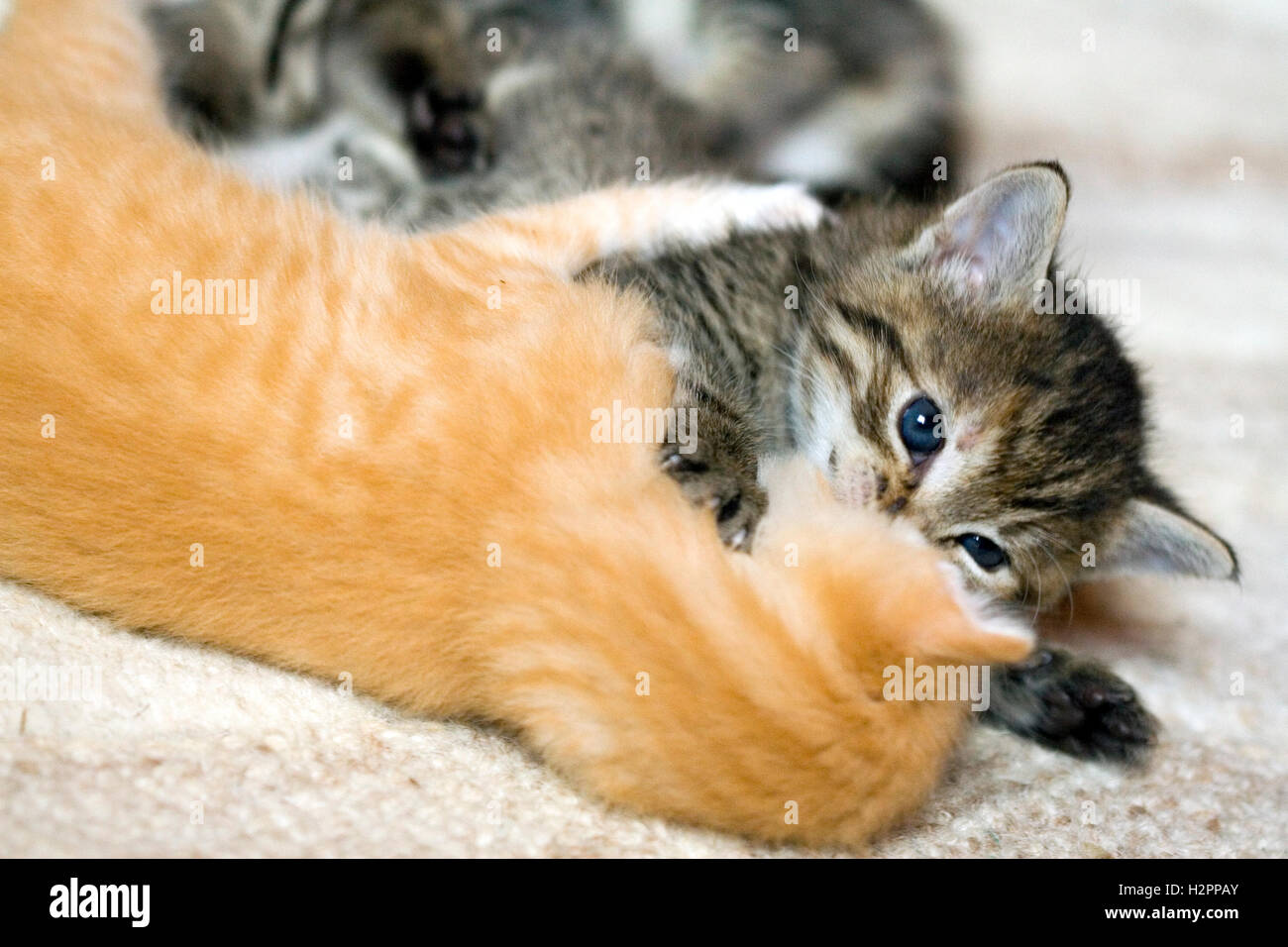 Pair of little kittens playing Stock Photo - Alamy