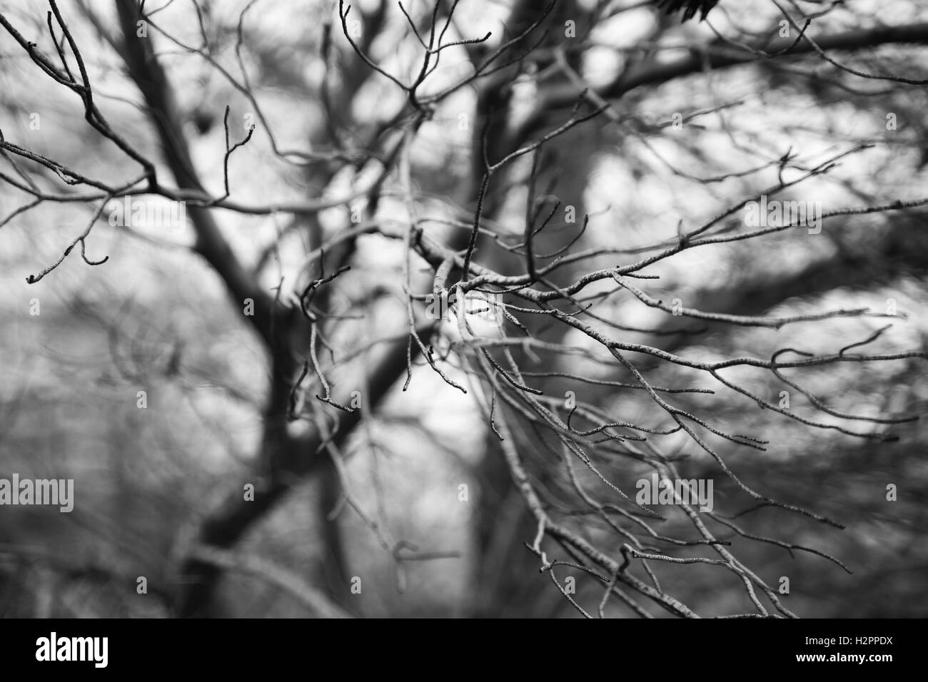 Horror movie forest hi-res stock photography and images - Alamy