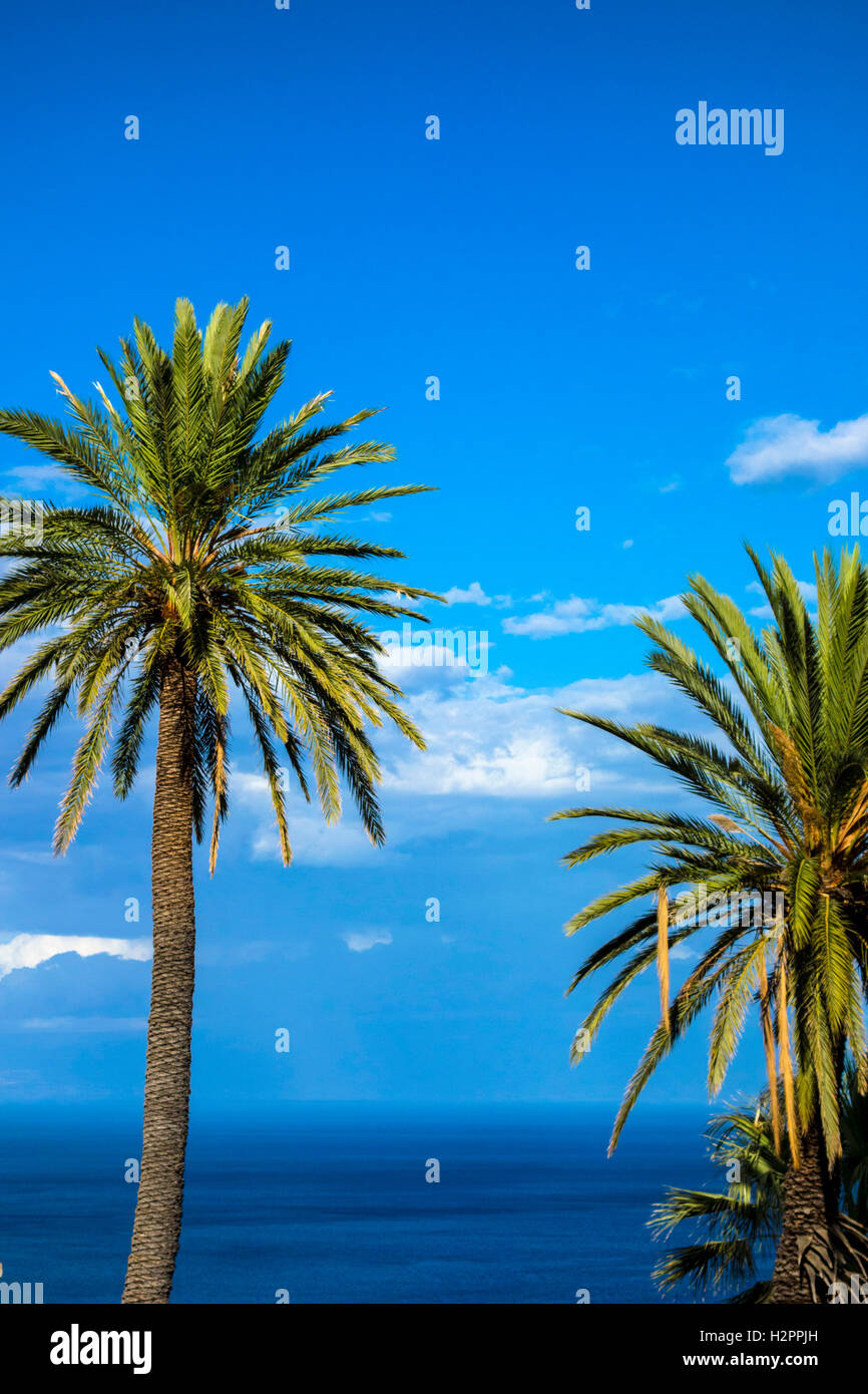 Palm trees by the ocean Stock Photo - Alamy