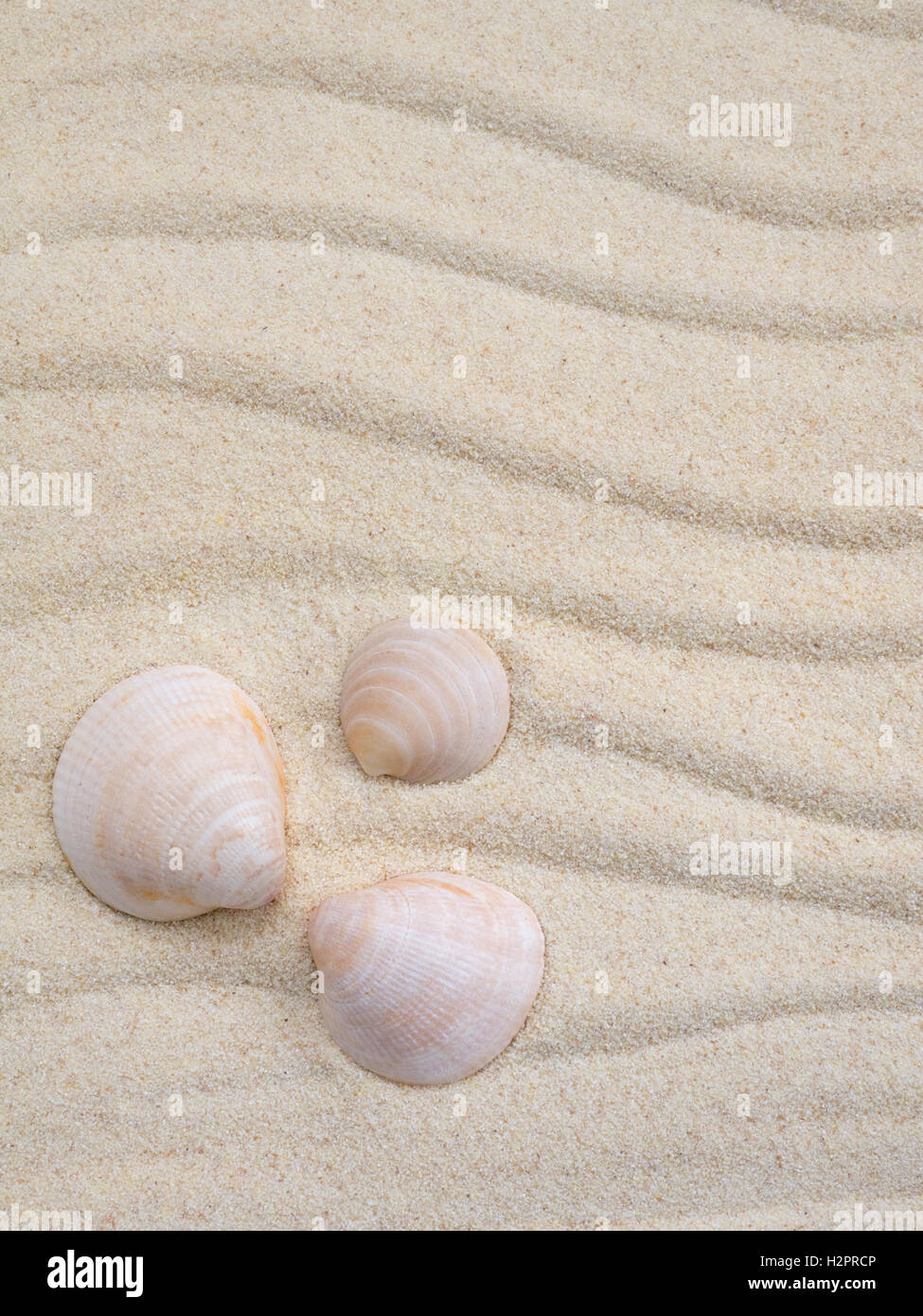 Three seashells on the sand Stock Photo - Alamy