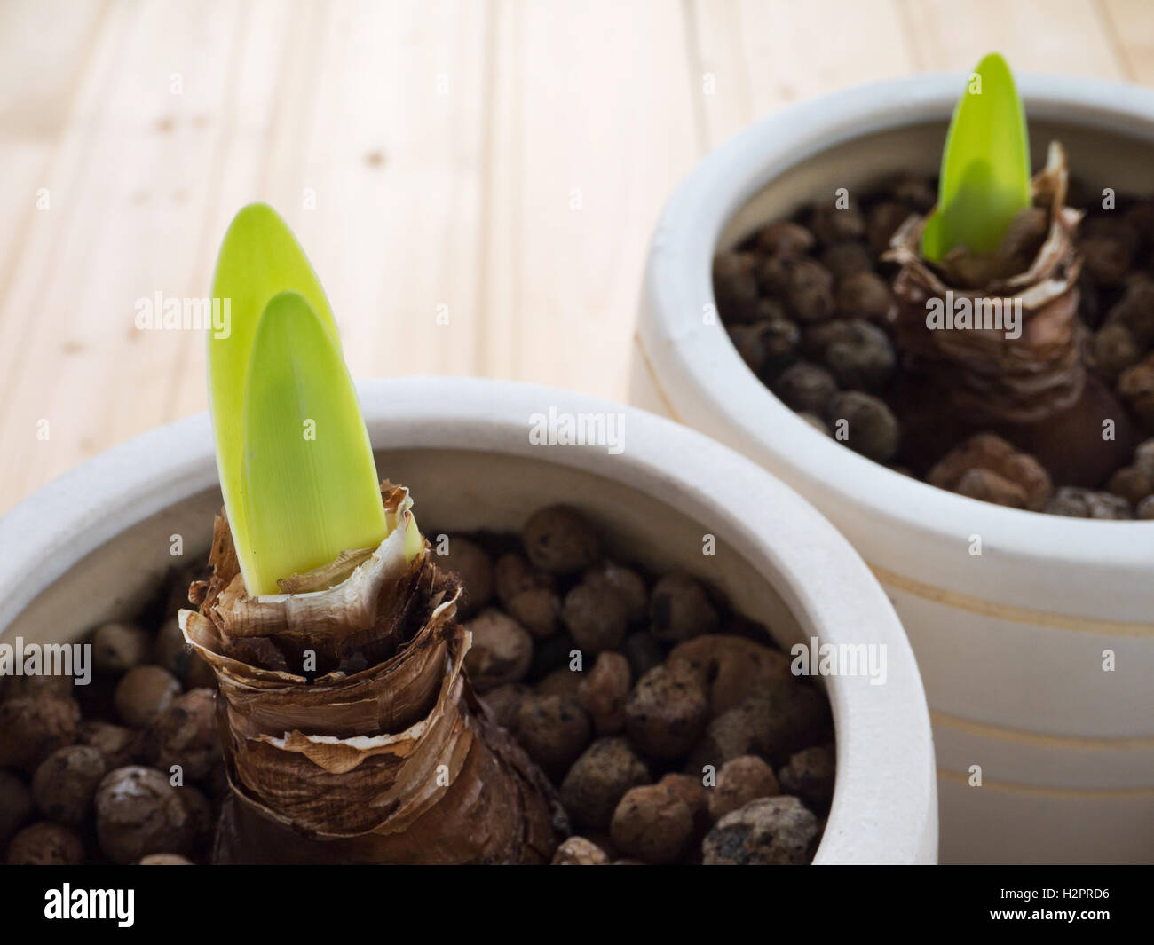 Amaryllis pot hi-res stock photography and images - Alamy