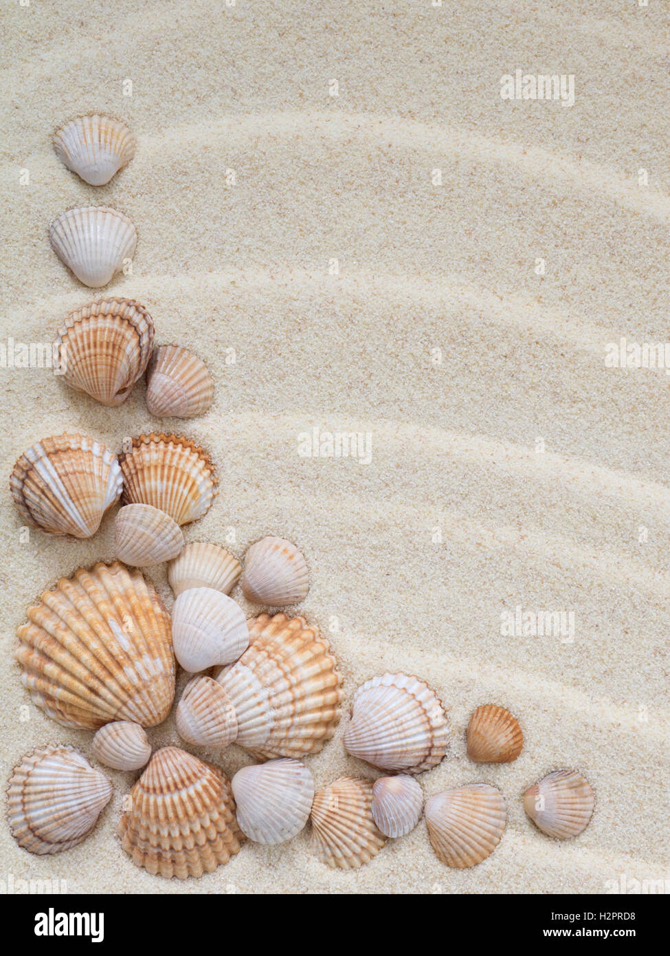 Composition seashells on sand hi-res stock photography and images - Alamy