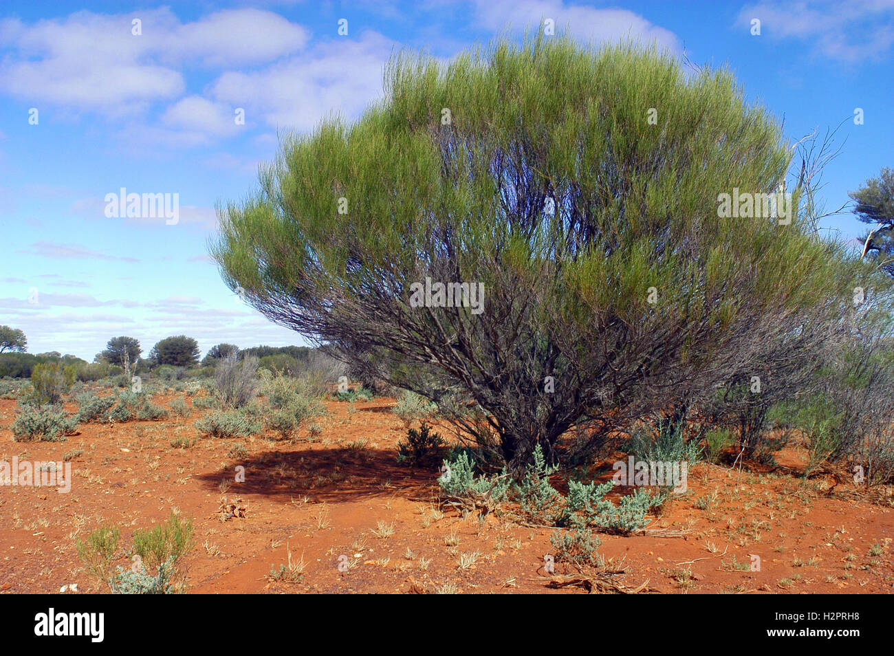 Australia landscape desert hi-res stock photography and images - Alamy