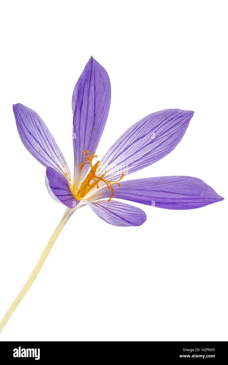 Violet flower of Colchicum close-up, isolated on white background Stock ...