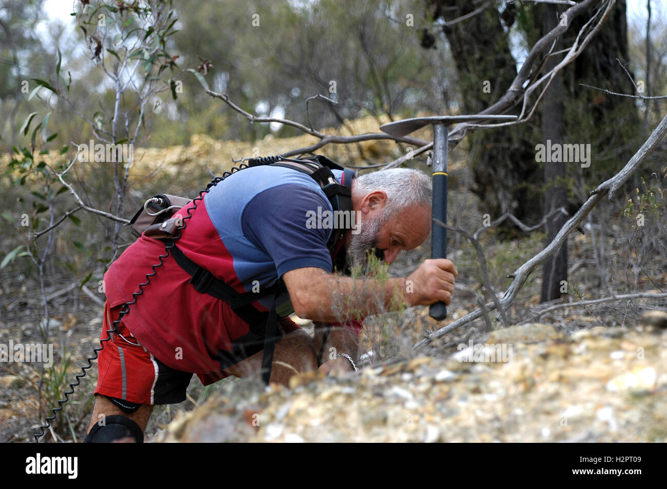 gold prospector in a Victorian forest in Australia at work with a metal ...