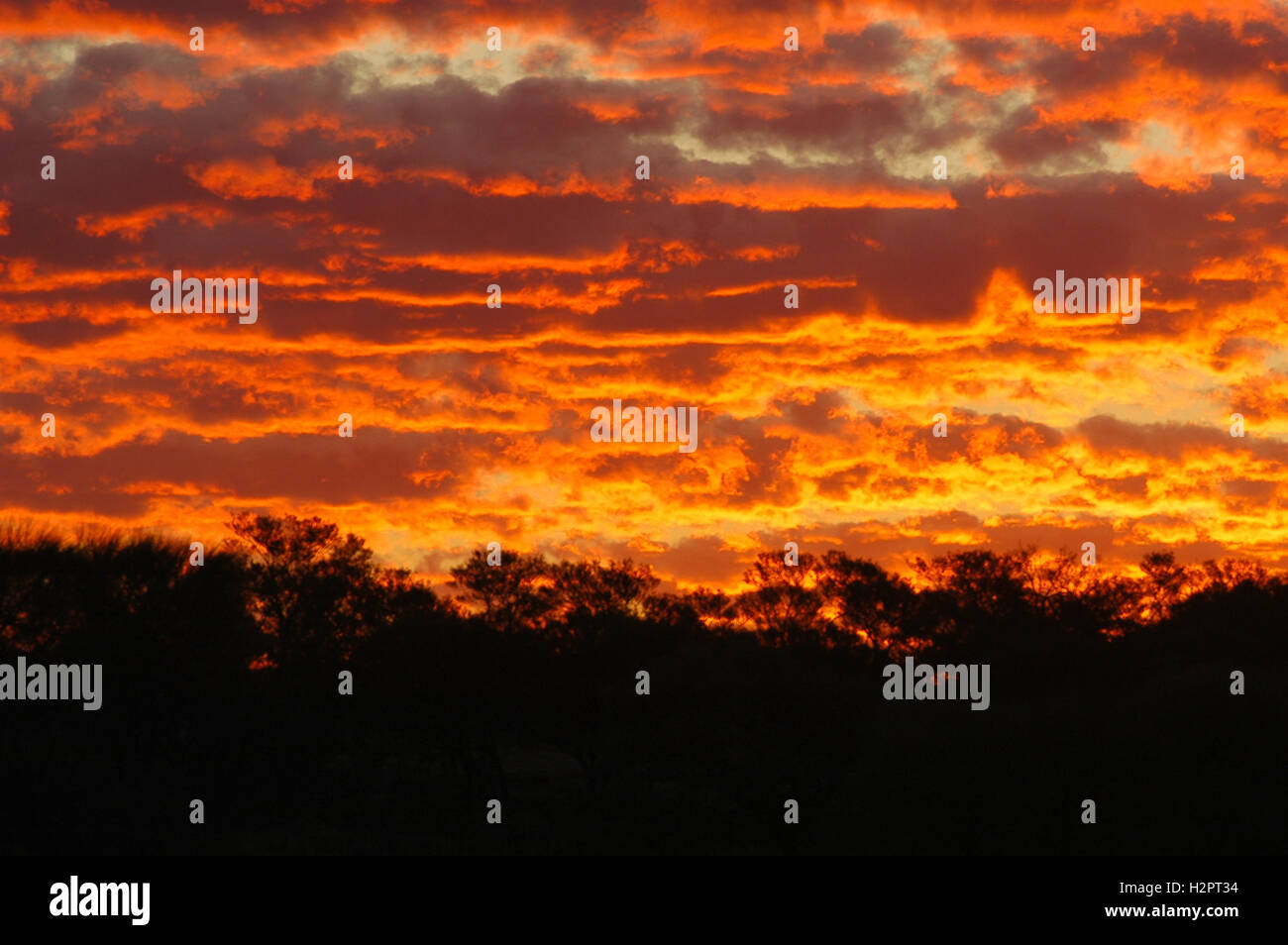 sunset in the Australian bush Stock Photo - Alamy