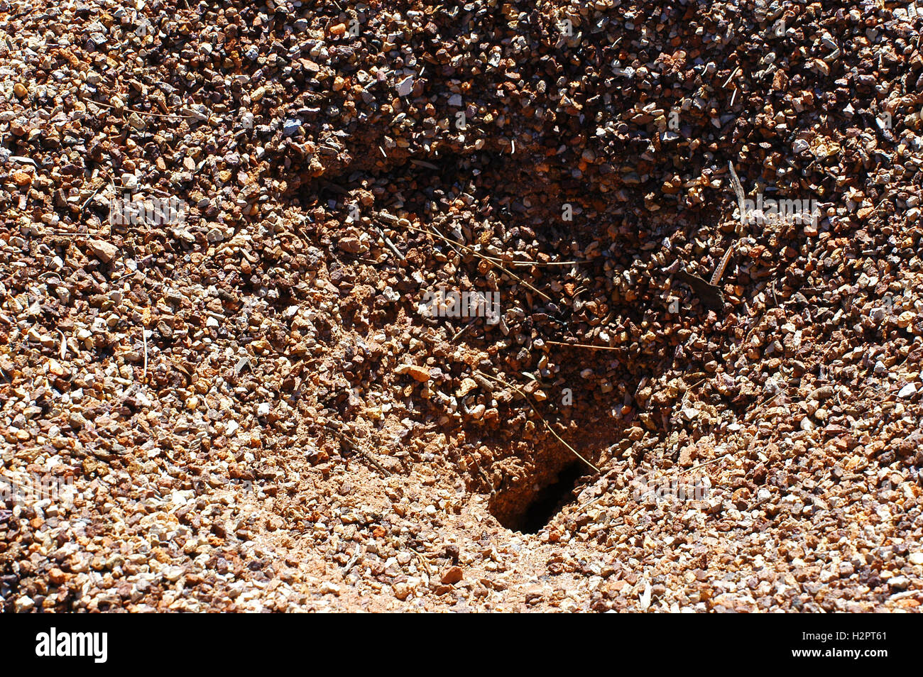 Anthill in the bush of western australia Stock Photo - Alamy