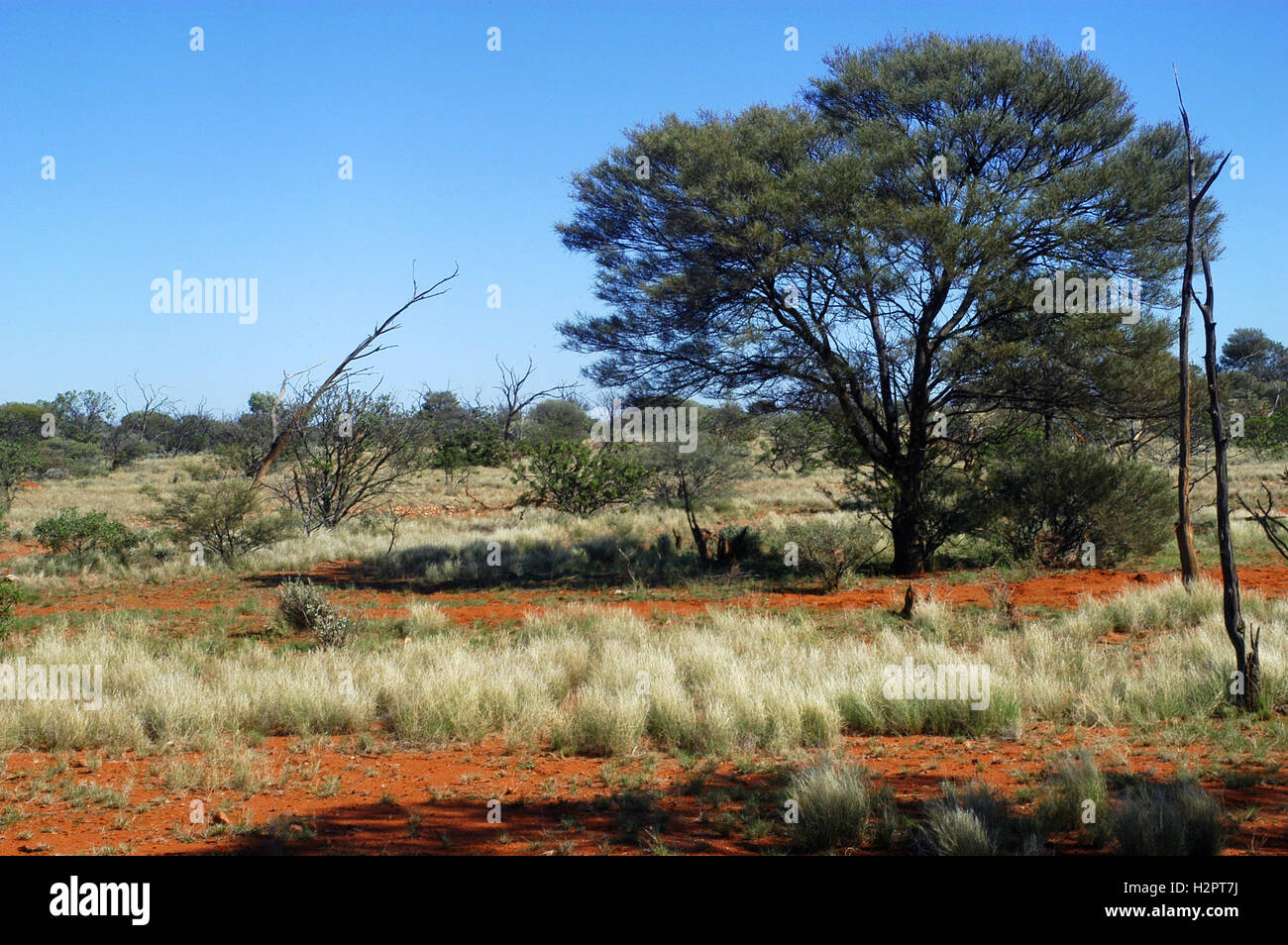 landscape of the Australian bush Stock Photo - Alamy