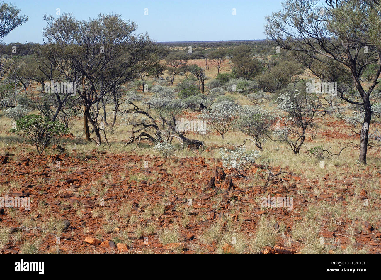 landscape of the Australian bush Stock Photo - Alamy