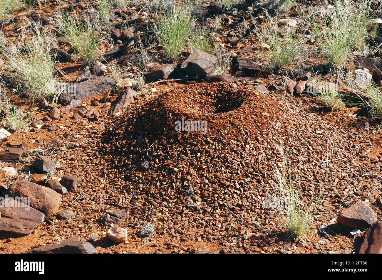 An anthill in the Australian bush of Western Australia Stock Photo - Alamy