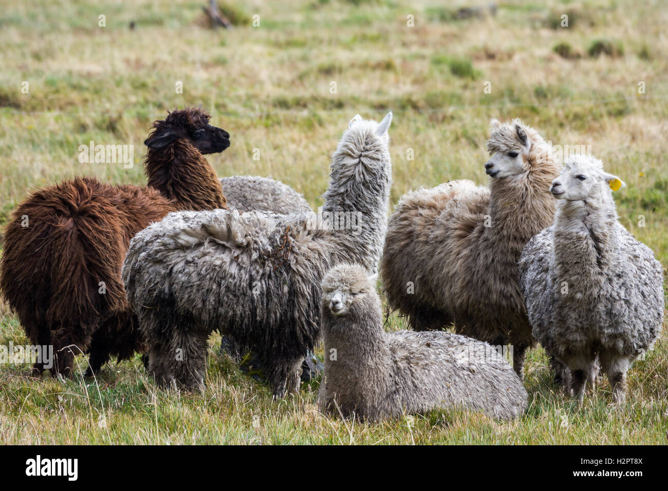 A herd of alpacas in high Andes Mountain. Ecuador, South America Stock ...