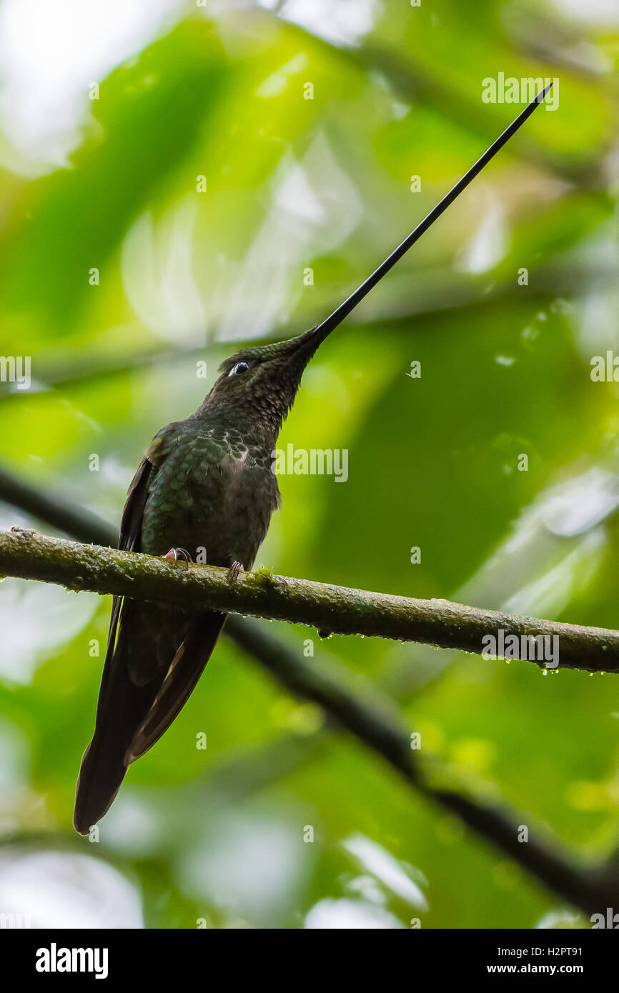 Long billed hummingbird hi-res stock photography and images - Alamy