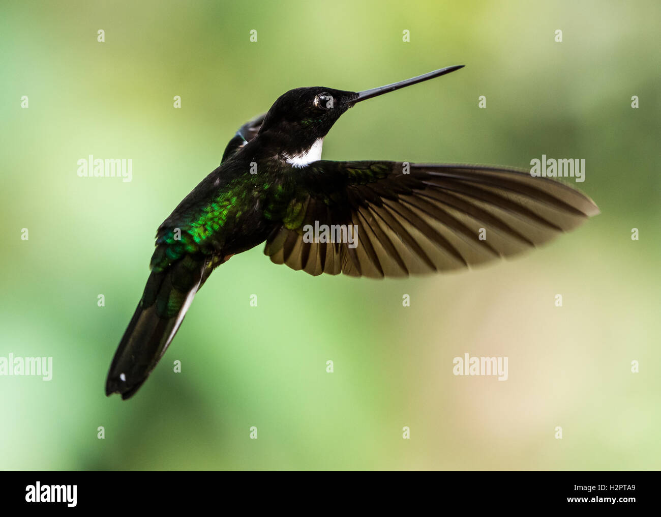 A Collared Inca (Coeligena torquata) in flight. Ecuador, South America ...