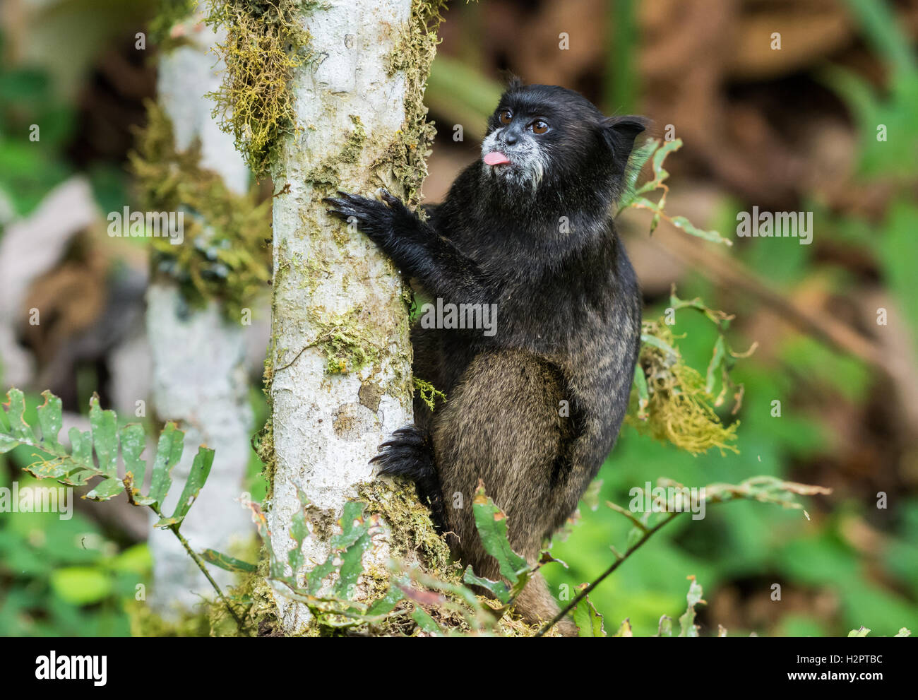 A Black-mantled Tamarin (Saguinus nigricollis) on a tree in Amazon rain ...