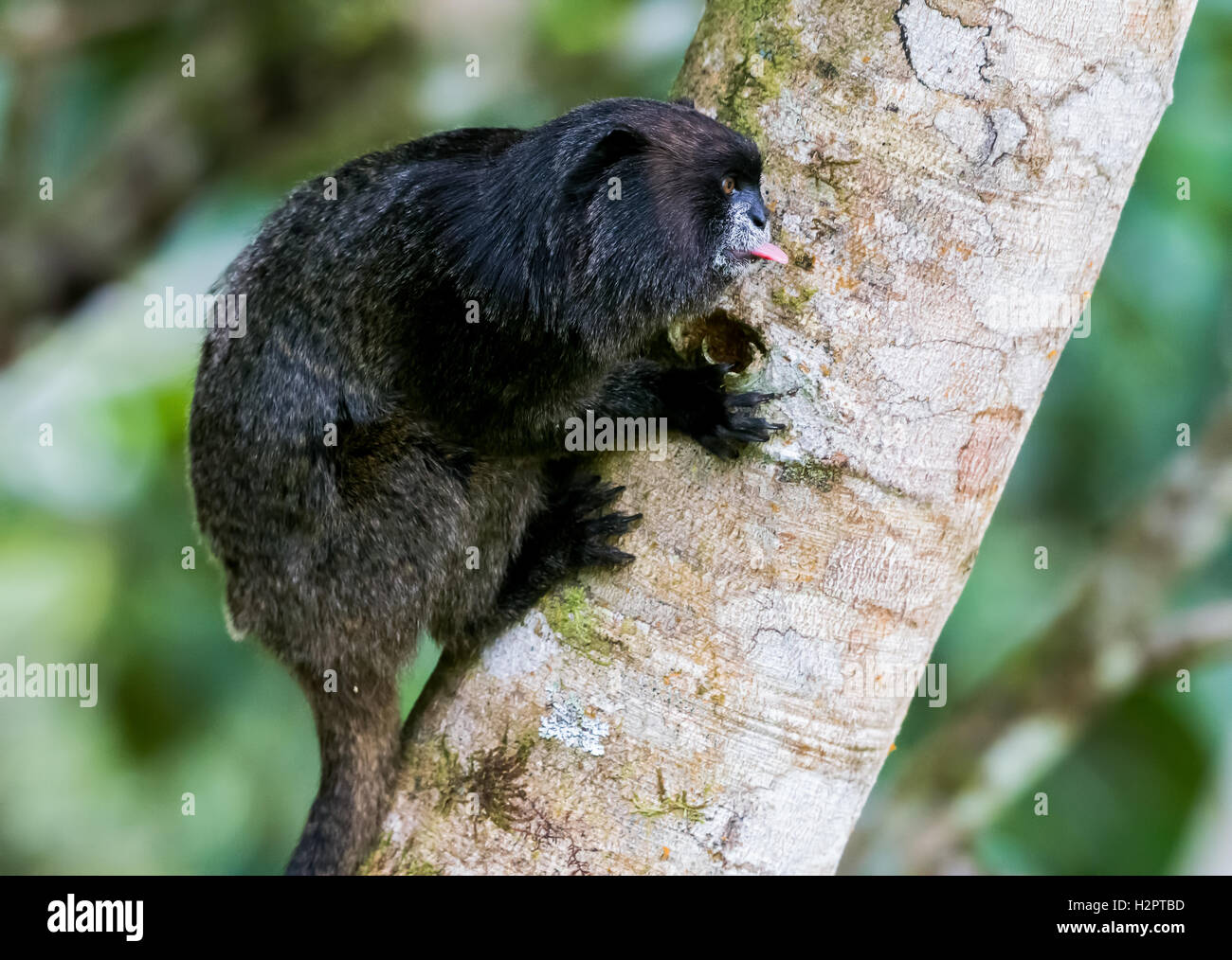 A Black-mantled Tamarin (Saguinus nigricollis) on a tree in Amazon rain ...