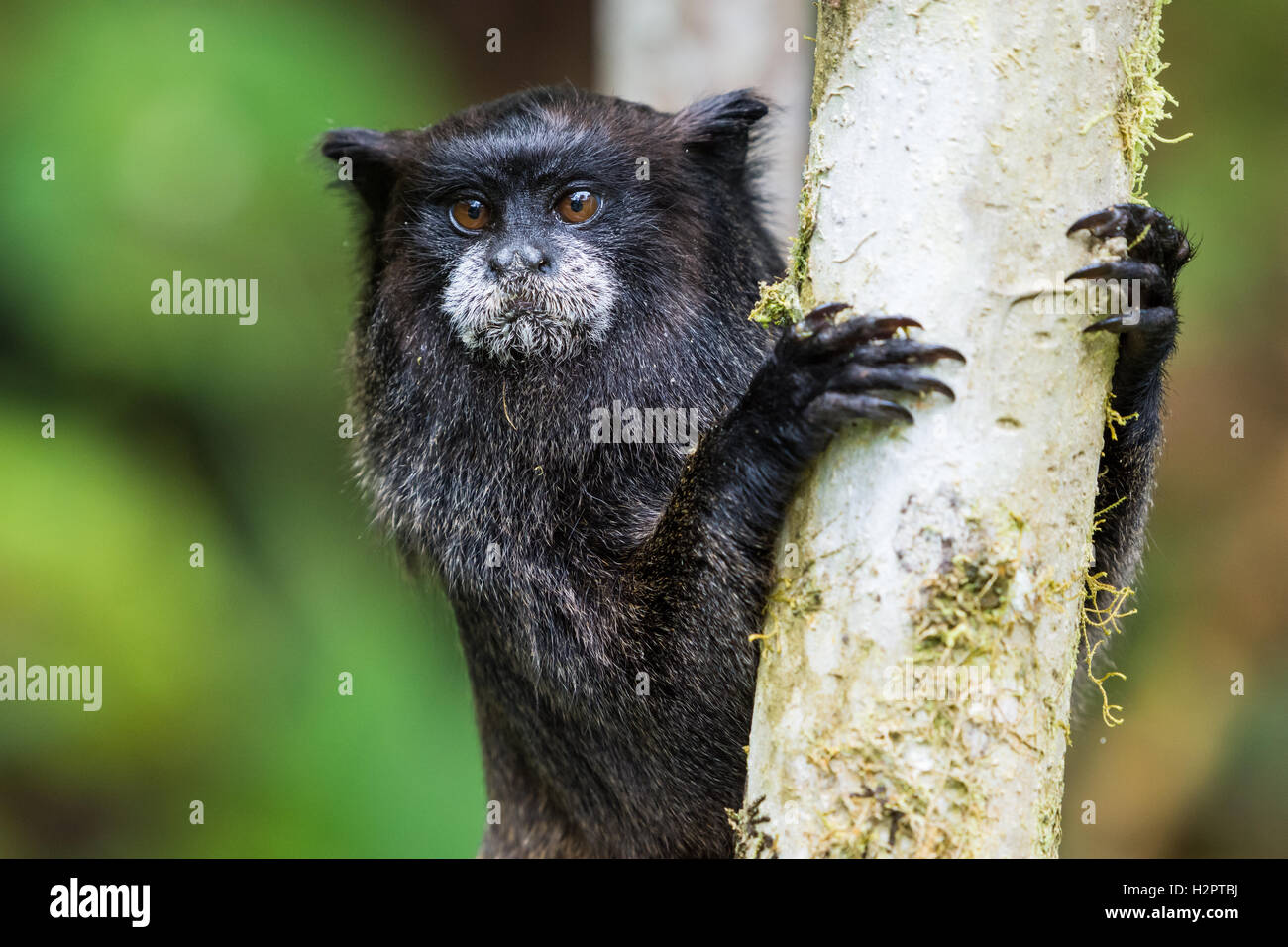 A Black-mantled Tamarin (Saguinus nigricollis) on a tree in Amazon rain ...
