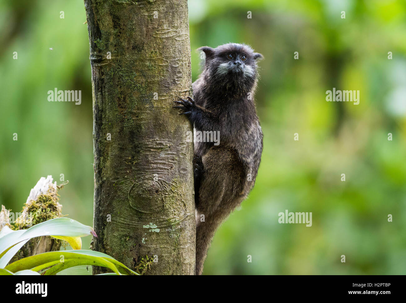 A Black-mantled Tamarin (Saguinus nigricollis) on a tree in Amazon rain ...