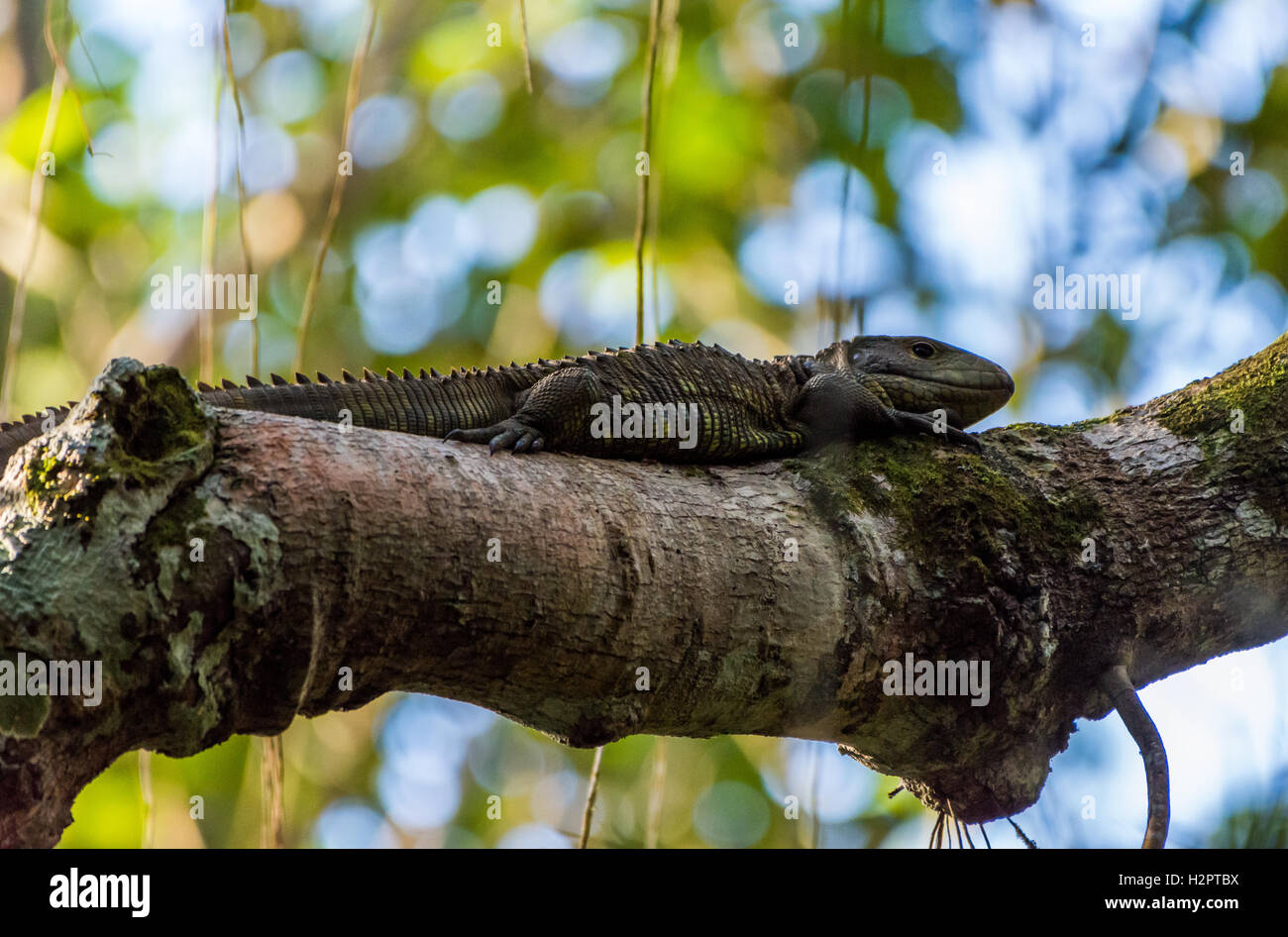 A Caiman lizard (Dracaena guianensis) resting on a tree trunk in Amazon ...