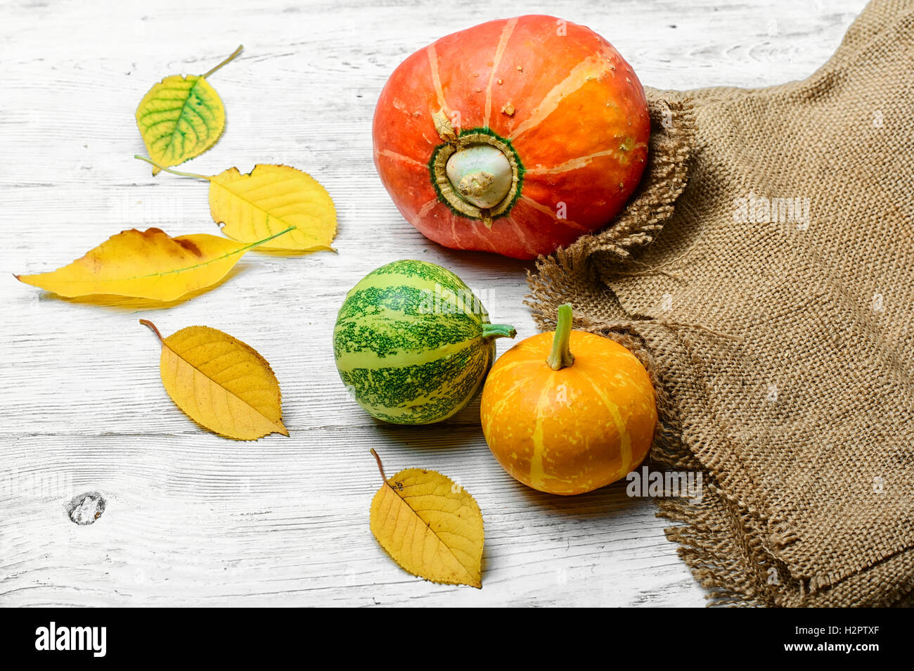 Still life with three decorative pumpkins from the autumn harvest Stock ...