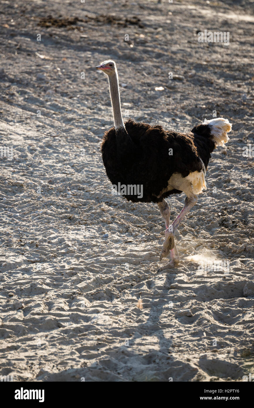Ostrich running in natural park Stock Photo - Alamy
