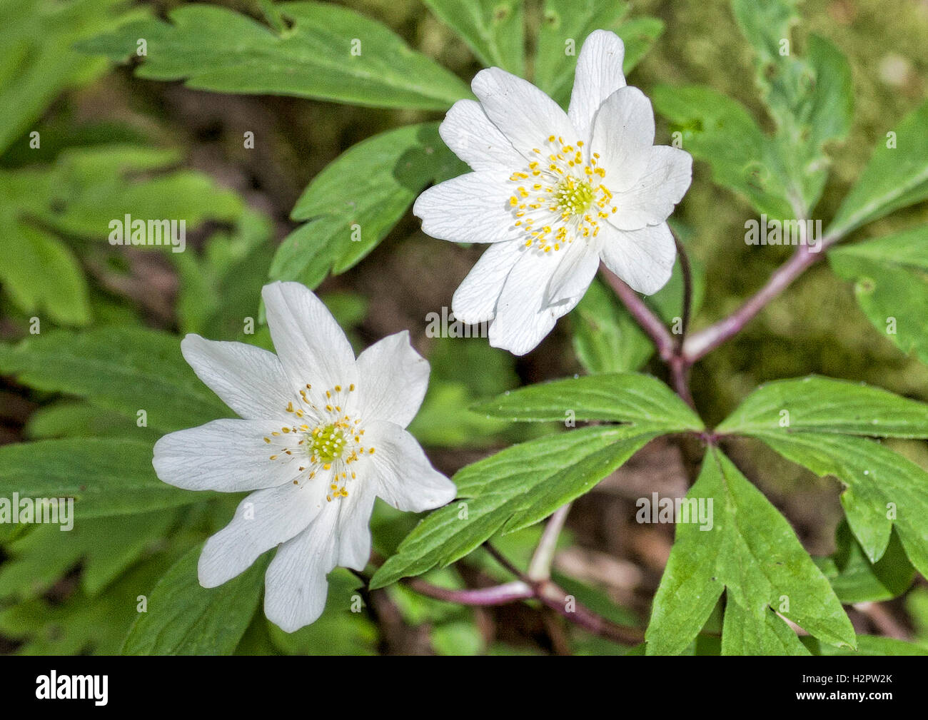 Close up of two wood anemonies and leaves Stock Photo - Alamy