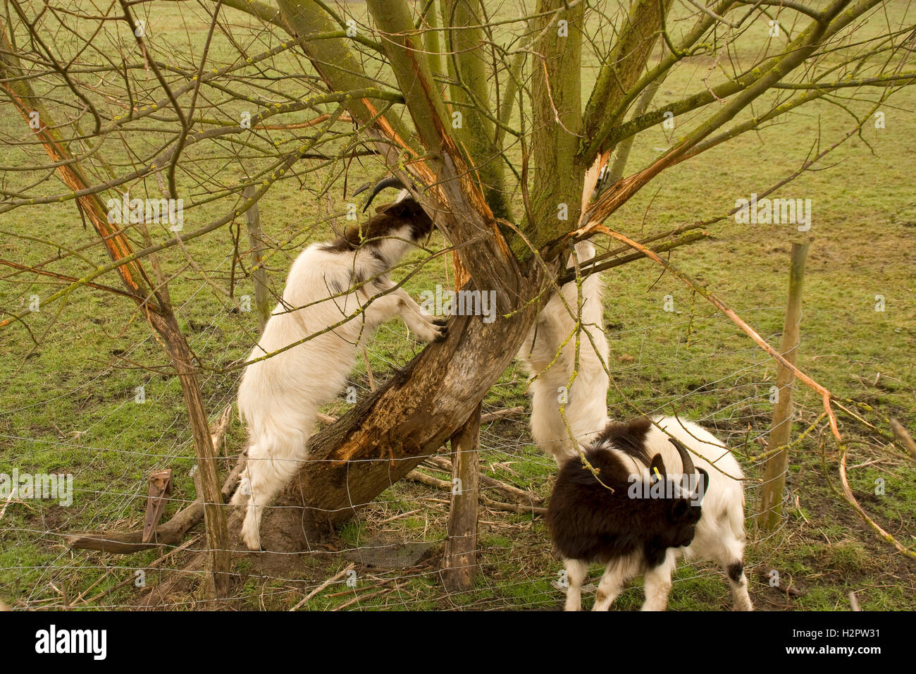 Three goats hi-res stock photography and images - Alamy