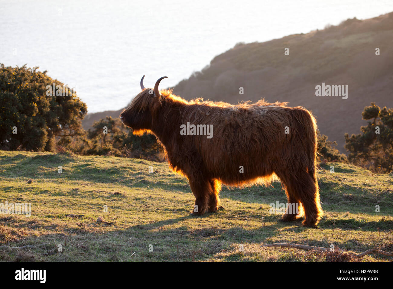 Highland Cow on hillside at sundown Stock Photo - Alamy