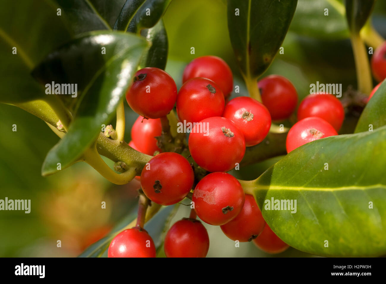 Shiny red berries hi-res stock photography and images - Alamy