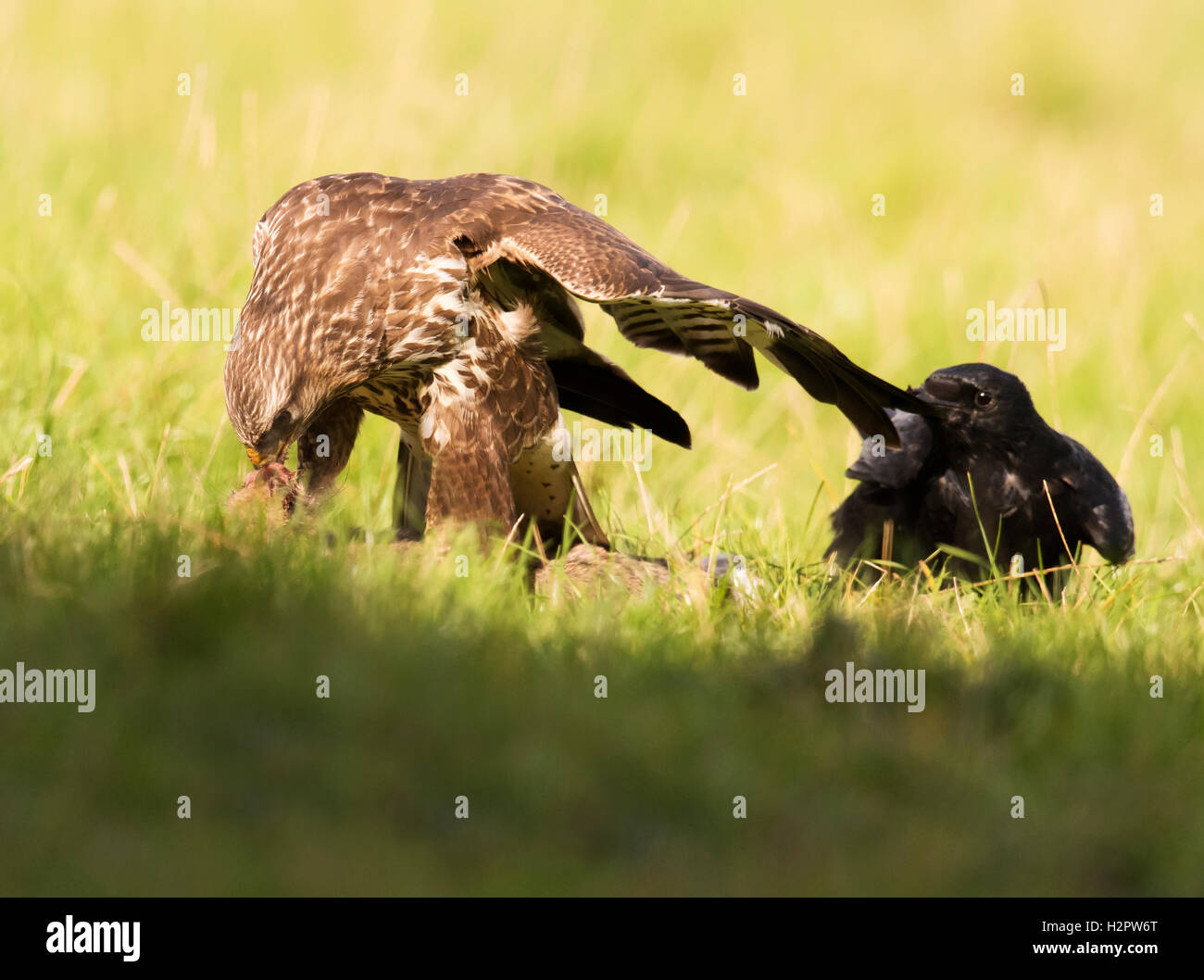 A cheeky Carrion Crow tries to put off a feeding Buzzard by pulling it ...