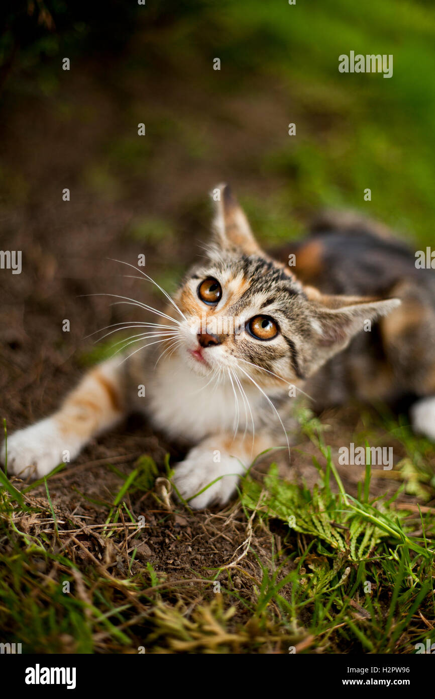 Beautiful little cat playing in a garden Stock Photo - Alamy