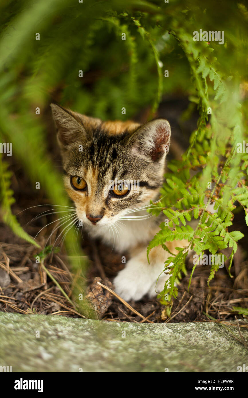 Beautiful little cat playing in a garden Stock Photo - Alamy