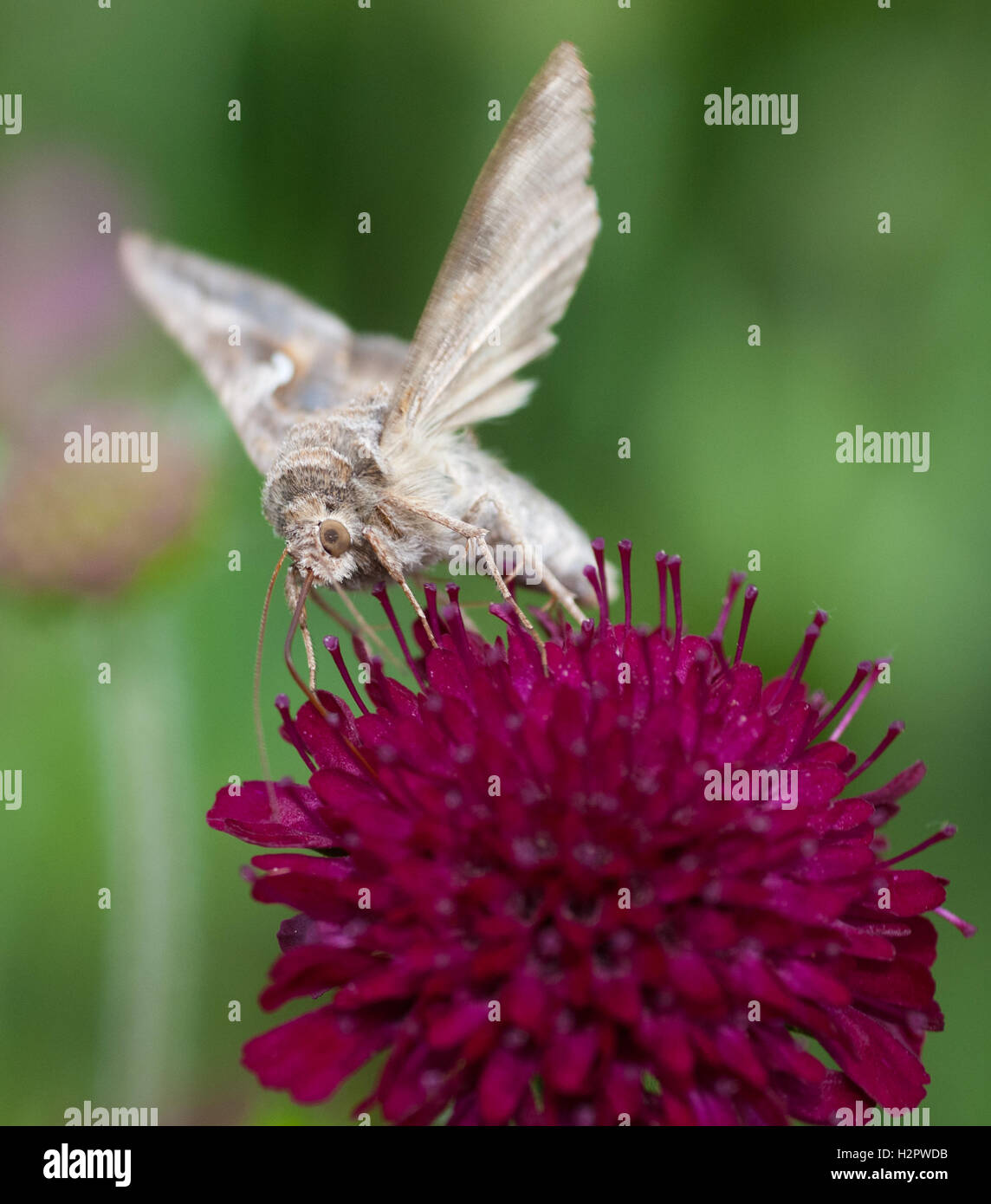Silver Y moth (Autographa gamma) feeding on Field Scabious (Knautia ...