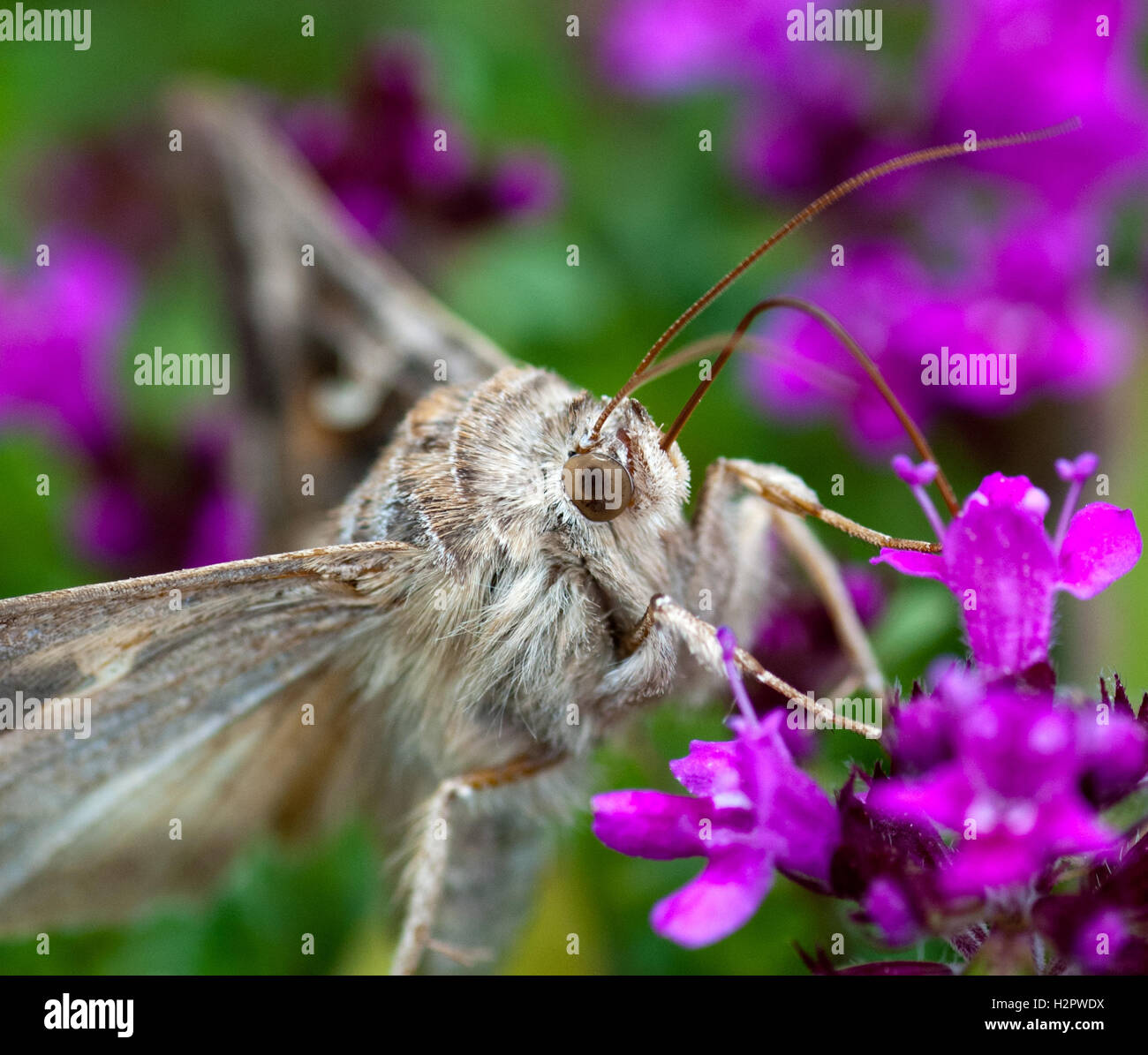 Silver y moth hi-res stock photography and images - Alamy