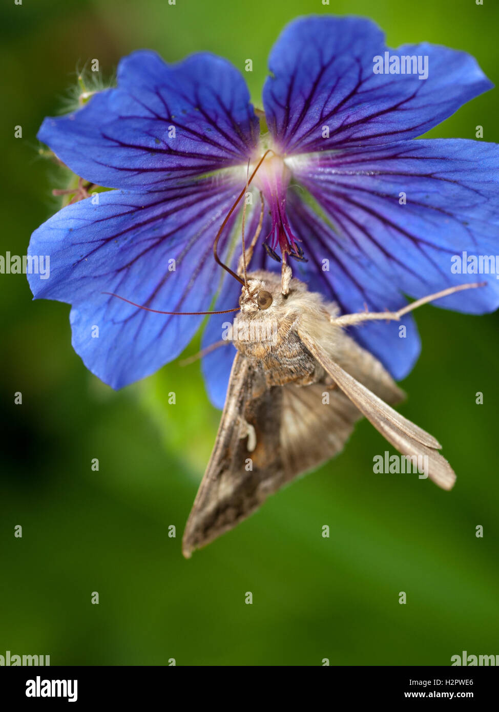 Silver Y Moth (Autographa gamma) drinking nectar from a flower Stock ...
