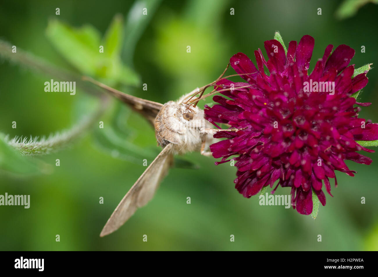 Silver Y moth (Autographa gamma) feeding on Field Scabious (Knautia ...