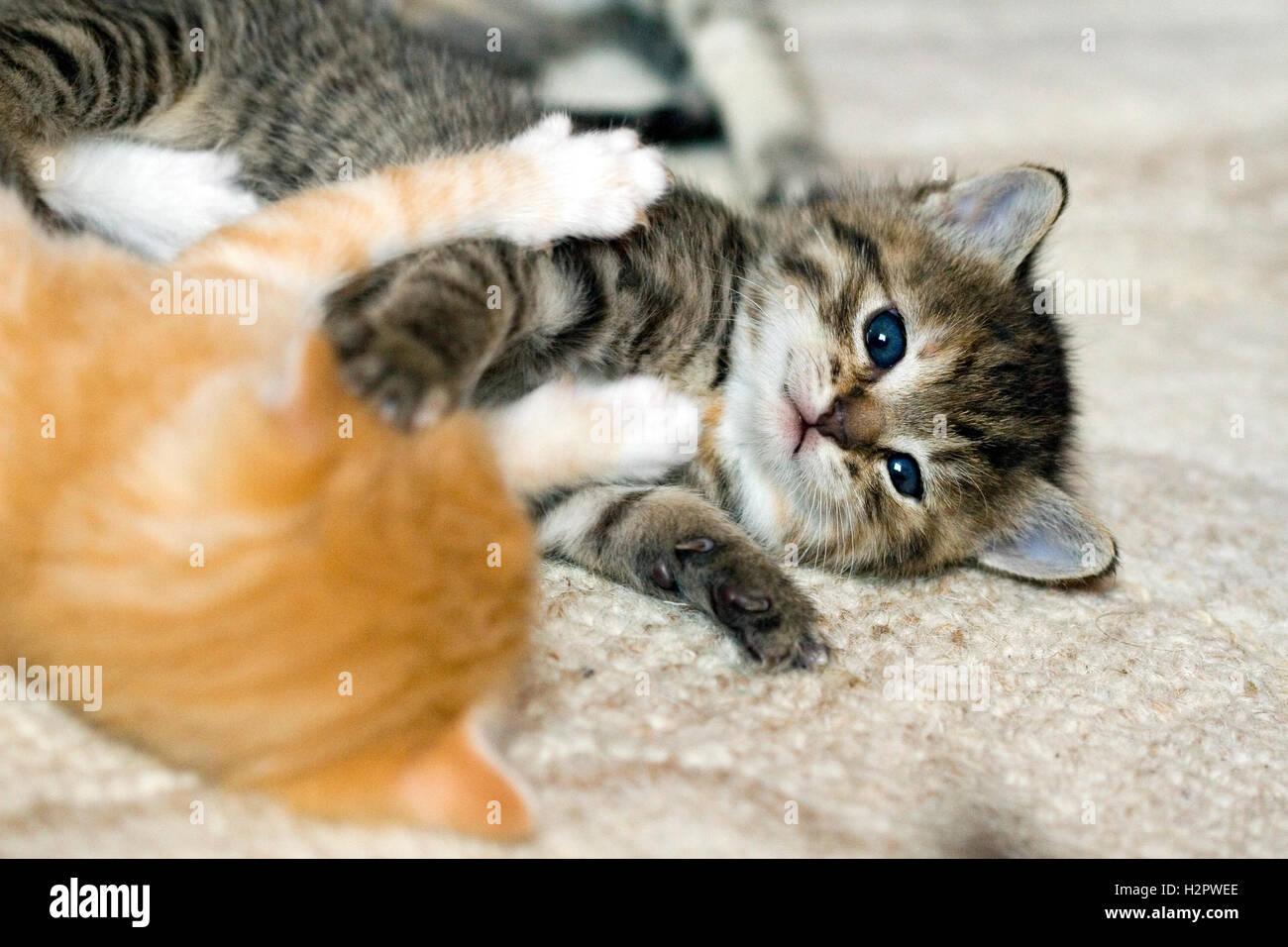 Pair of little kittens playing Stock Photo - Alamy