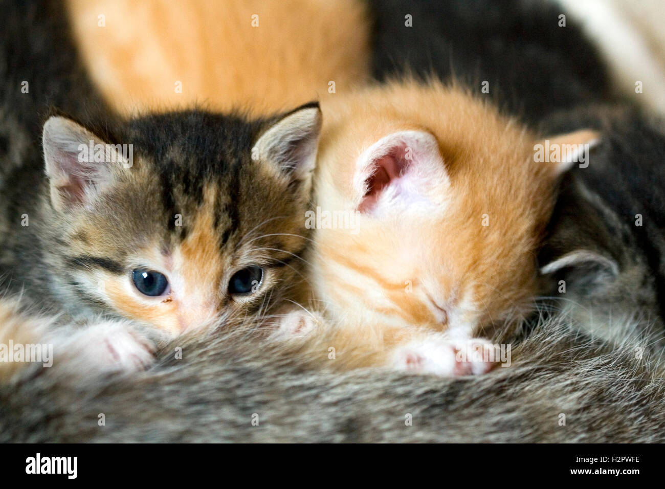 Pair of little kittens playing Stock Photo - Alamy