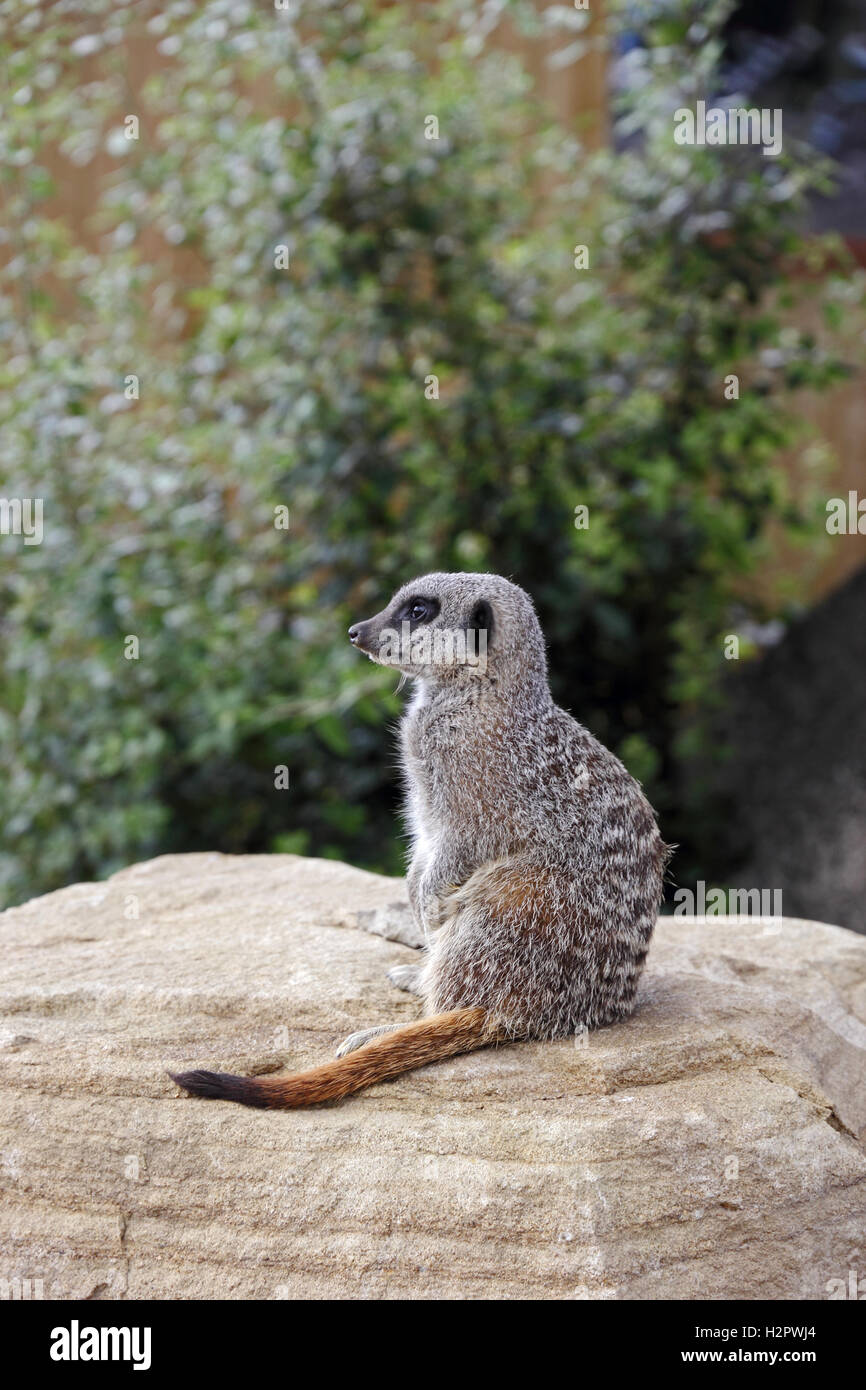 Cute meercat hi-res stock photography and images - Alamy