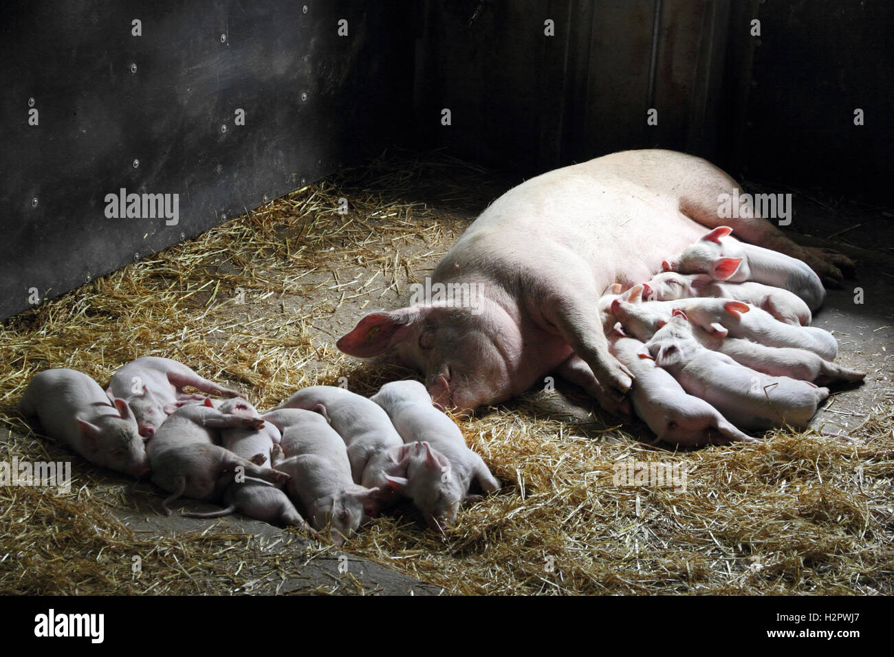 Large White Sow and litter in farrowing pen Stock Photo - Alamy