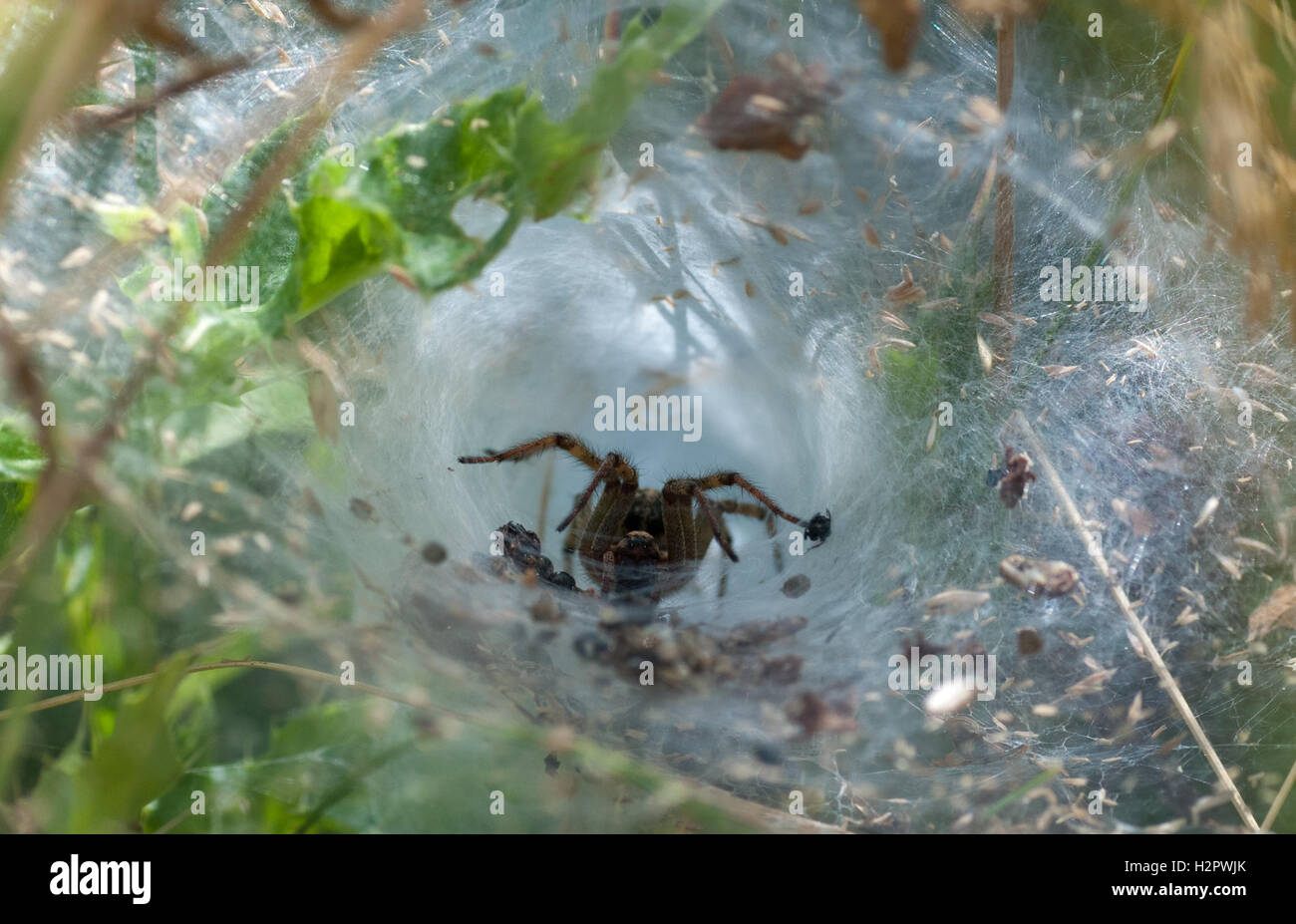 Labyrinth spider agelena labyrinthica hi-res stock photography and ...