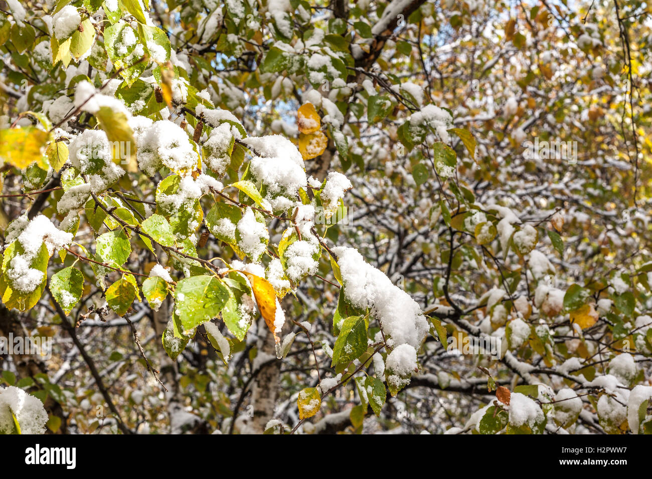 first autumn snow Stock Photo - Alamy