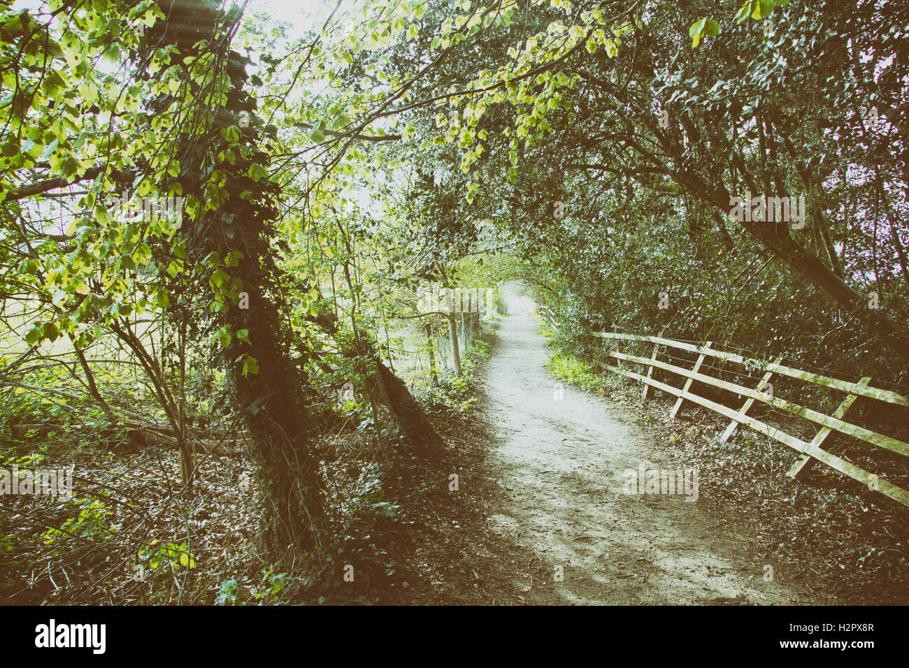 View through the trees on a country walk in the Chilterns, England ...