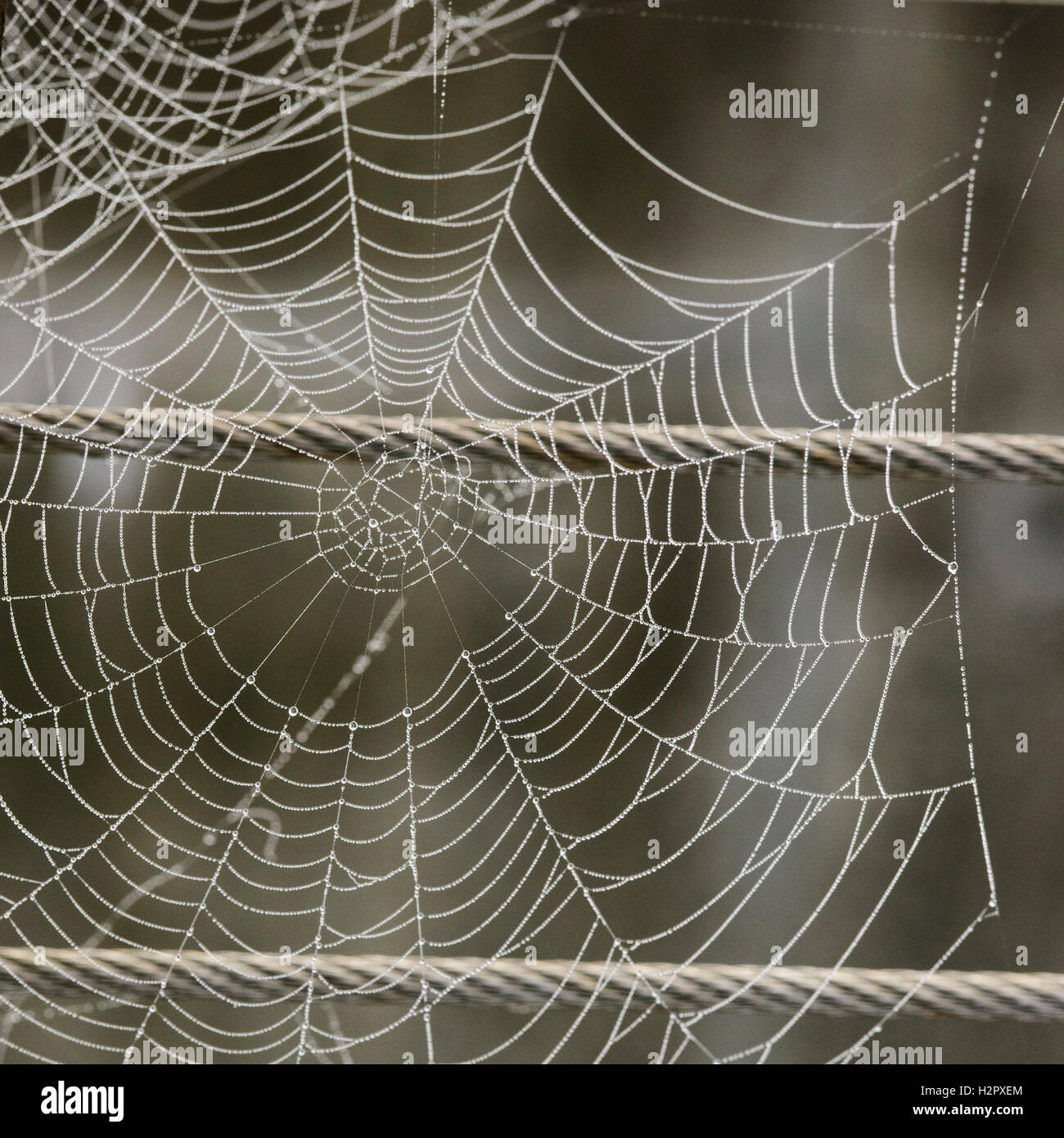 A spiderweb on the Tradeston Bridge over the River Clyde in Glasgow in ...
