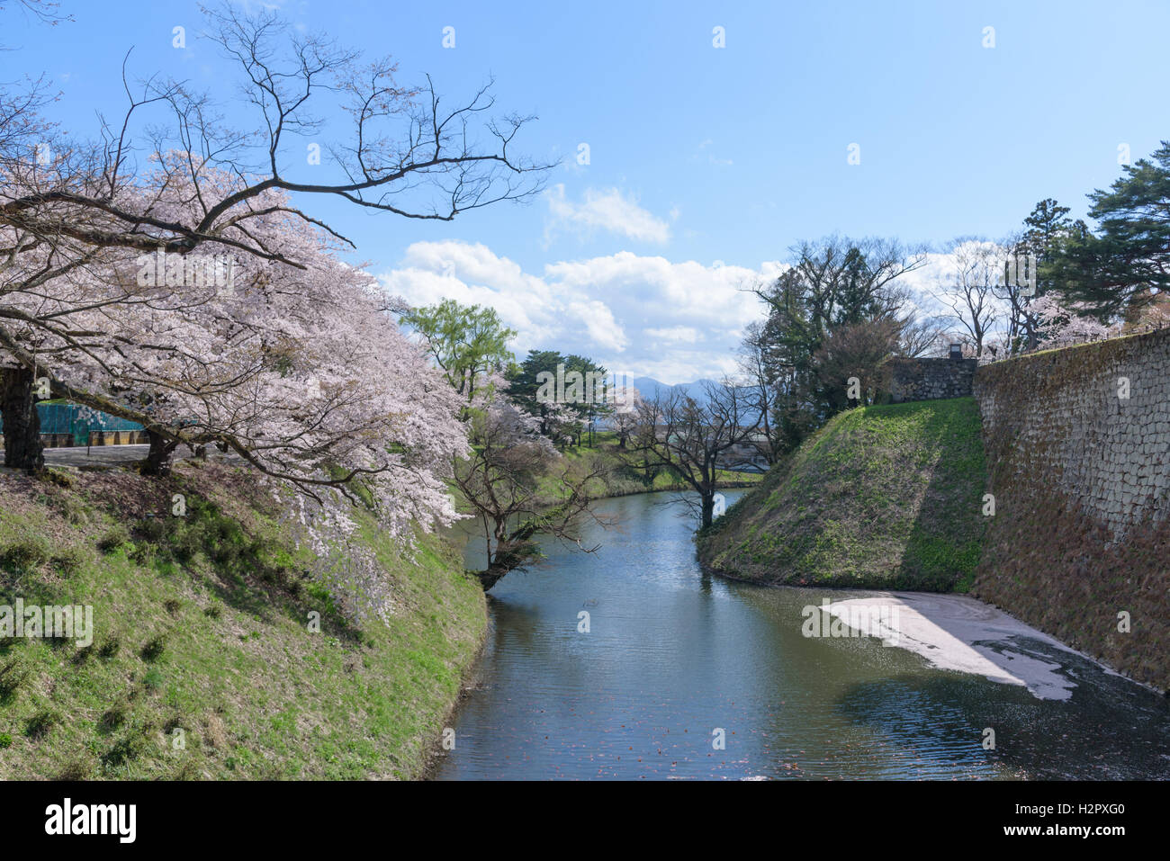 Cherry blossoms trees around Tsuruga Castle Stock Photo - Alamy