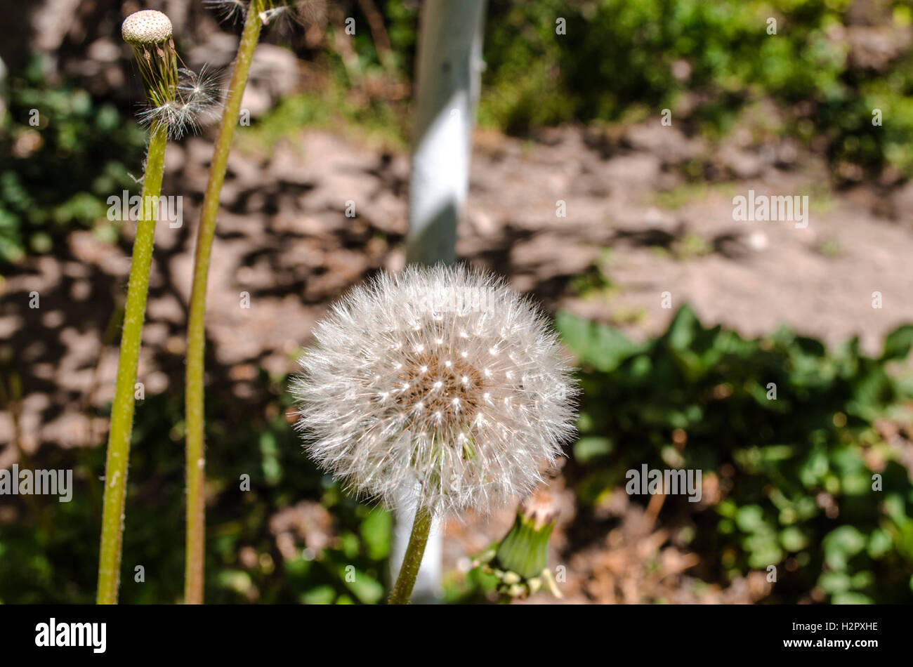 Fluffy white ball of dandelion seeds Stock Photo - Alamy