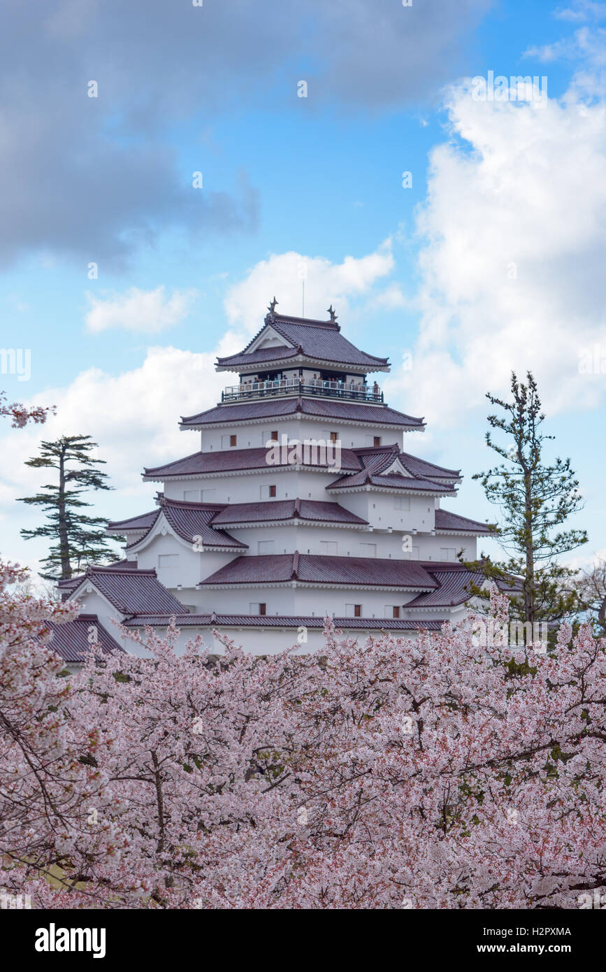 Tsuruga Castle (Aizu castle) surrounded by hundreds of sakura trees ...