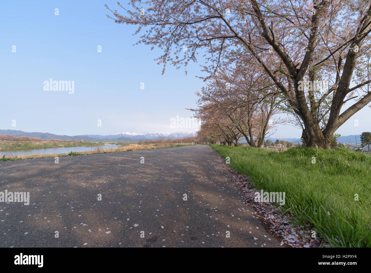 Path way and Cherry blossoms tree Stock Photo - Alamy