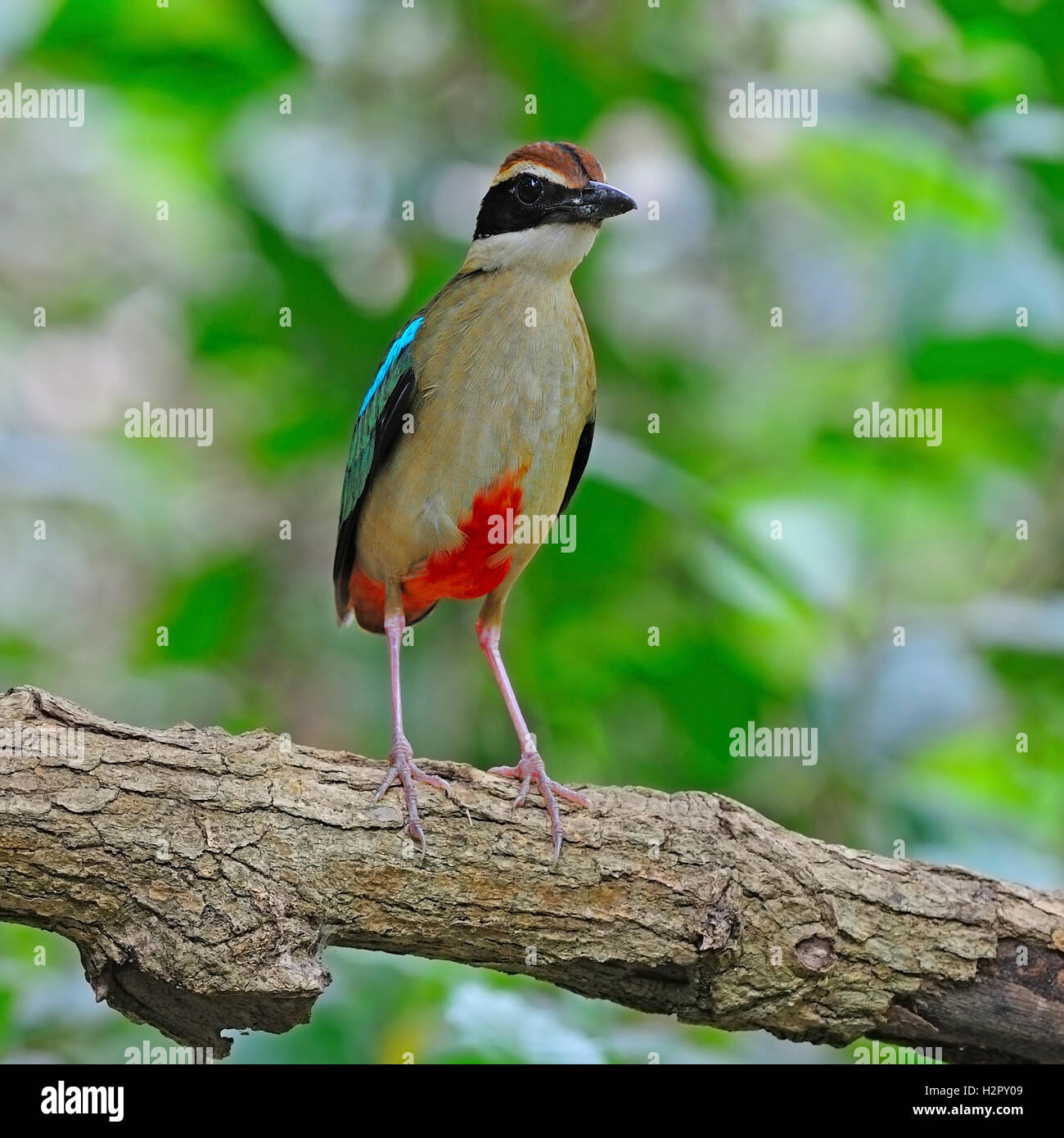 Pitta nympha hi-res stock photography and images - Alamy
