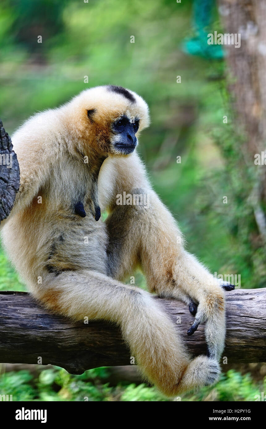 Jungle primate hi-res stock photography and images - Alamy