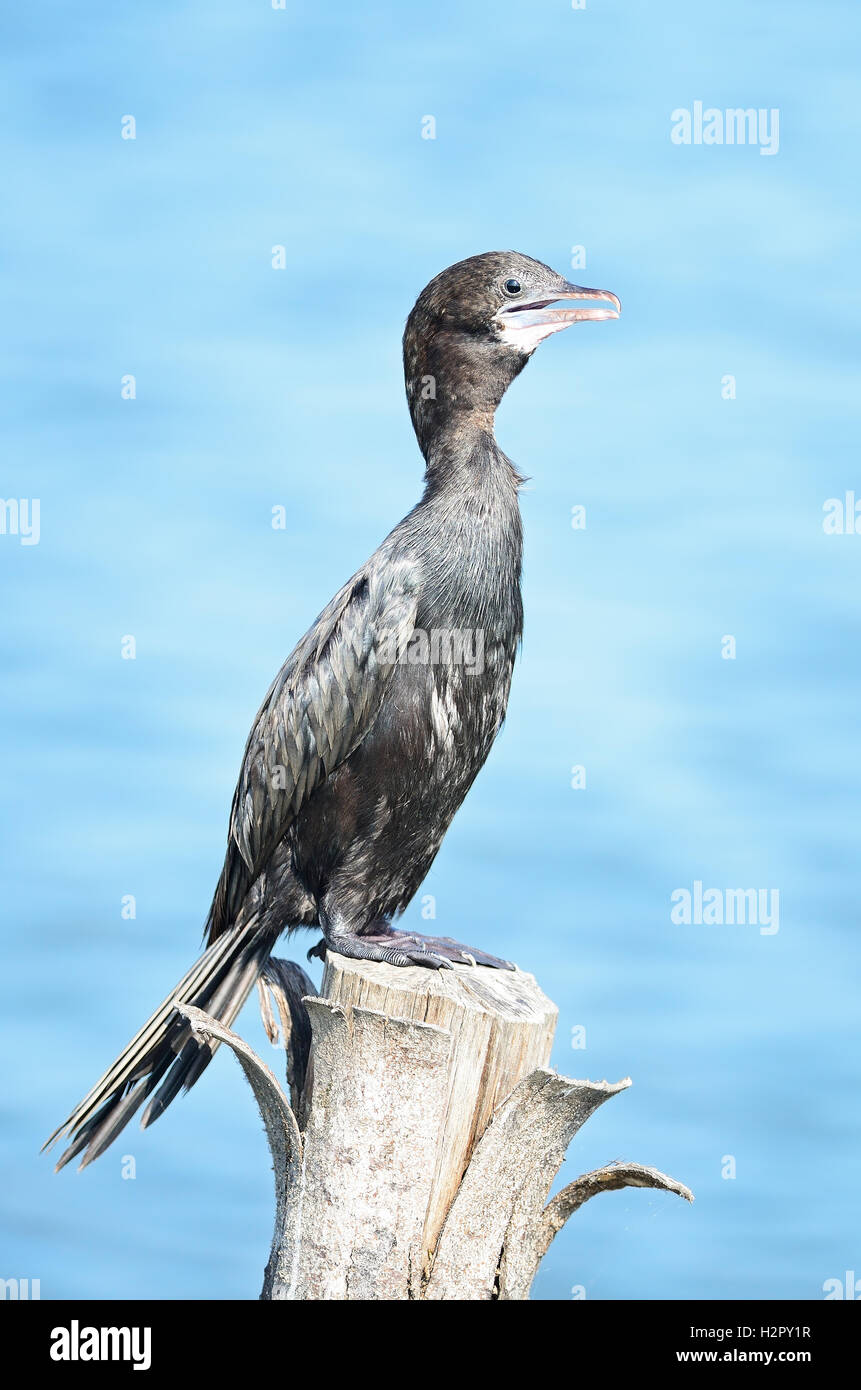 Black little bird hi-res stock photography and images - Alamy